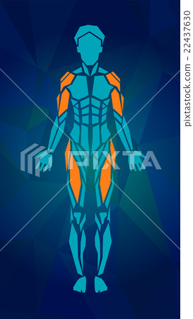 Anatomy of female muscular system. Front view. - Stock Illustration ...