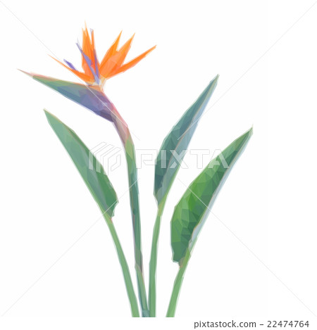 Low poly Bird of paradize flower - Stock Illustration [22474764] - PIXTA