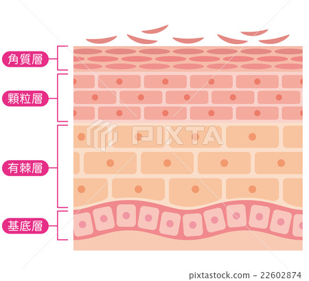 Sectional view of skin - Stock Illustration [22602874] - PIXTA