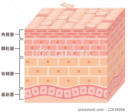 Sectional view of skin - Stock Illustration [22636066] - PIXTA