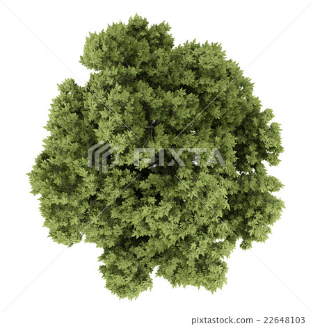 top view of austrian oak tree isolated on white - Stock Illustration ...