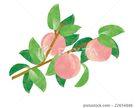 Peach tree branch watercolor illustration - Stock Illustration ...