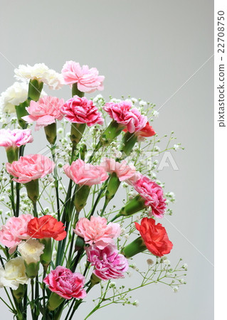 Pixie Carnation Flower | Best Flower Site