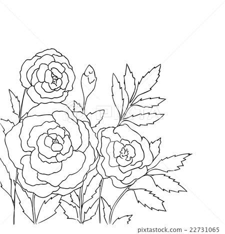 Beautiful roses isolated on white background. - Stock Illustration ...
