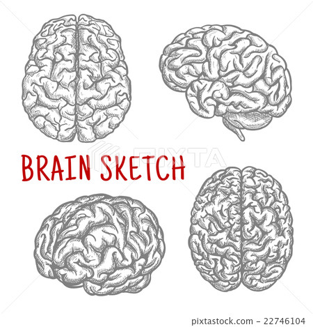 Human brain at different angles engraving sketches - Stock Illustration ...