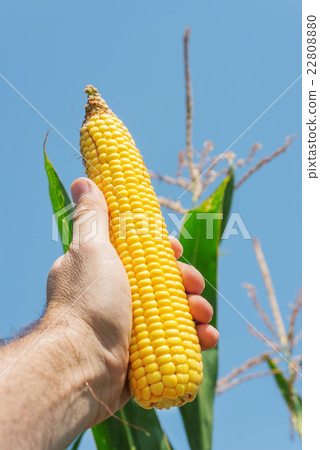 Stock Photo: golden maize in hand over field - Stock Image - Everypixel