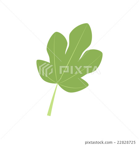 Fig Leaf Icon - Stock Illustration [22828725] - PIXTA