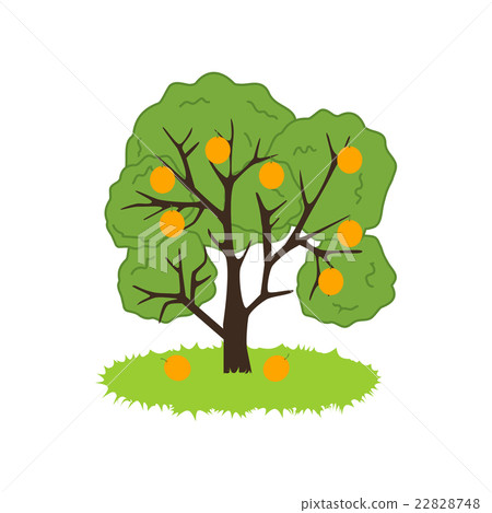 Orange Tree Icon - Stock Illustration [22828748] - PIXTA
