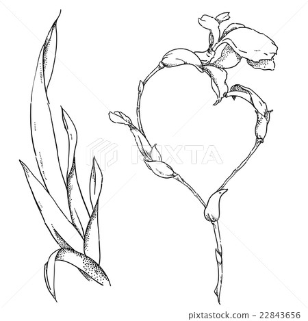 Iris and heart - Stock Illustration [22843656] - PIXTA
