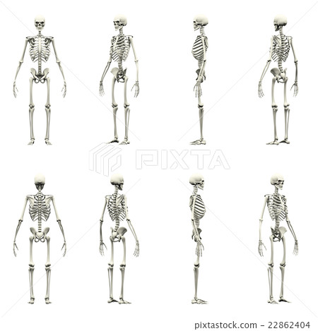 3DCG Human skeleton upright posture set 45 degrees - Stock Illustration ...