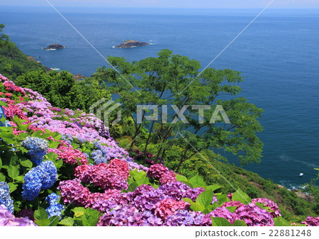 Hydrangea field and sea Ⅴ - Stock Photo [22881248] - PIXTA