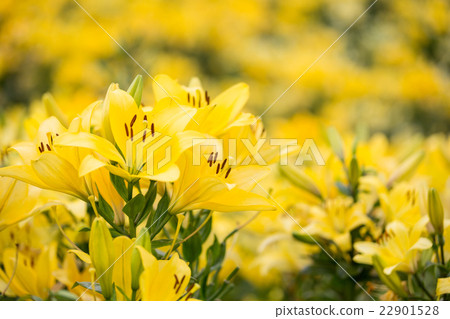 Yellow lily field - Stock Photo [22901528] - PIXTA