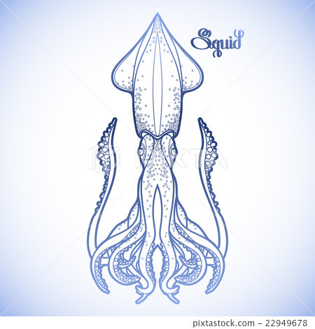 Graphic vector squid - Stock Illustration [22949678] - PIXTA