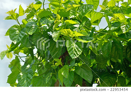 Tree: Mulberry family - Stock Photo [22953454] - PIXTA