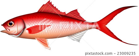 Onaga / Hamadai illustration vector EPS - Stock Illustration [23009235 ...