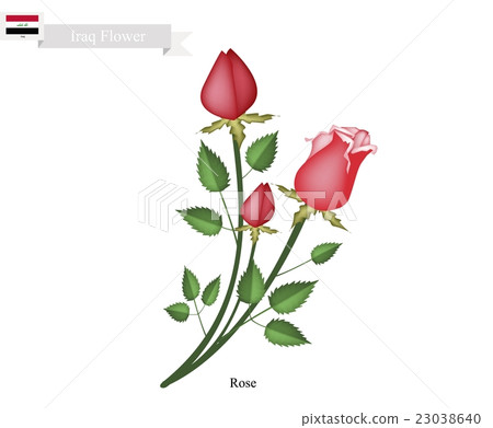 Rose Flowers, The National Flower of Iraq - Stock Illustration ...