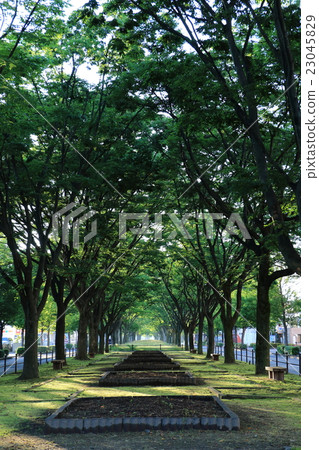 Zelkova trees in Odori, Sendai city wholesale town - Stock Photo ...