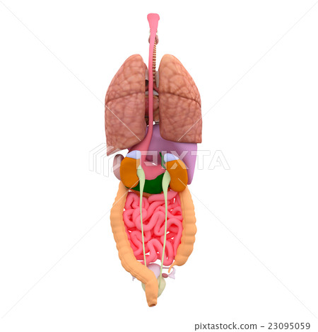 Human body specimen Internal image of a woman... - Stock Illustration ...