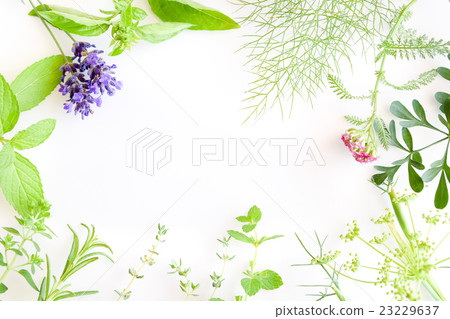 Herb frame - Stock Photo [23229637] - PIXTA