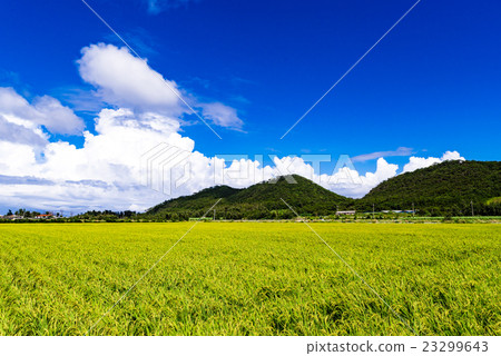 Rice, rice field, landscape. Okinawa, Japan, Asia. - Stock Photo ...