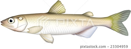 Shishamo illustration vector - Stock Illustration [23304959] - PIXTA