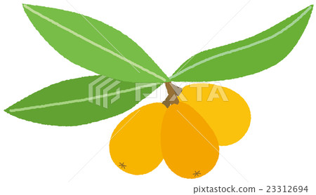 Loquat - Stock Illustration [23312694] - PIXTA