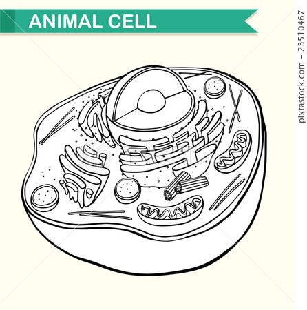 Diagram showing animal cell - Stock Illustration [23510467] - PIXTA