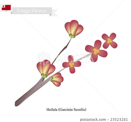Heilala Flowers, The Popular Flower of Tonga - Stock Illustration ...