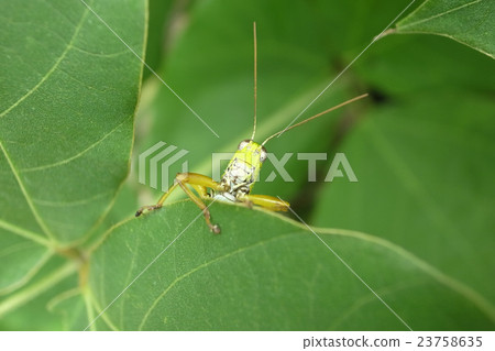 Locust face - Stock Photo [23758635] - PIXTA
