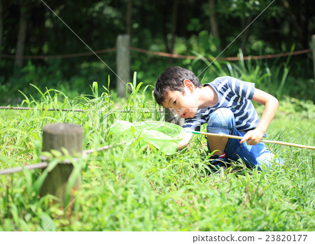 Stock Photo: bug catching, butterfly net, insect catching - Stock Image ...