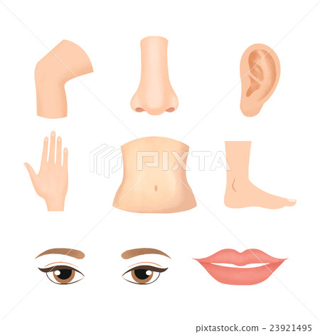 Human part - Stock Illustration [23921495] - PIXTA