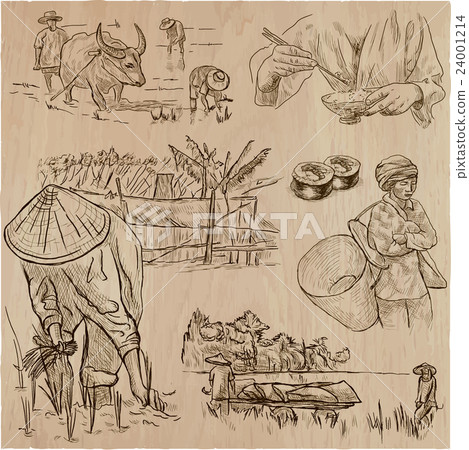 Rice crop. Agriculture. An hand drawn vector set. - Stock Illustration ...