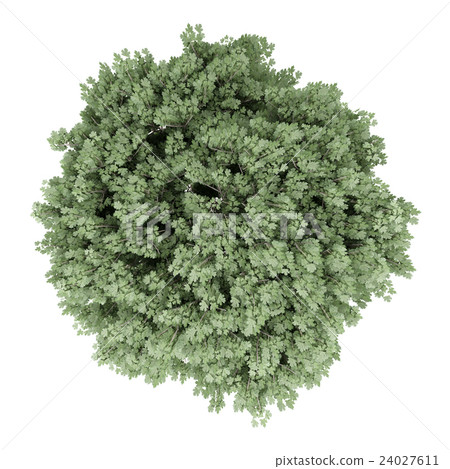 top view of field maple tree isolated on white - Stock Illustration ...