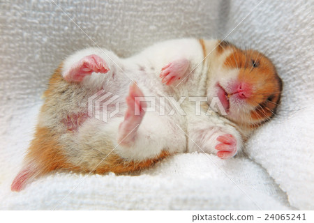 Relaxing sleeping hamster - Stock Photo [24065241] - PIXTA
