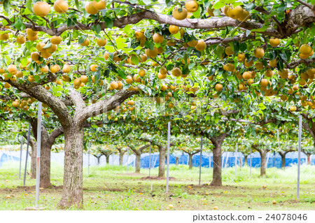 Pear tree living on pear tree before shipment... - Stock Photo ...
