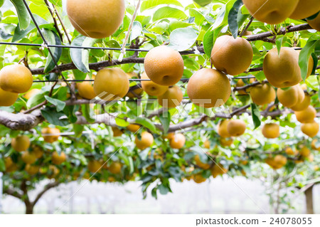 Pear tree living on pear tree before shipment... - Stock Photo ...