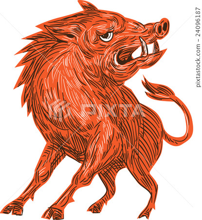 Angry Razorback Ready To Attack Drawing - Stock Illustration [24096187 ...