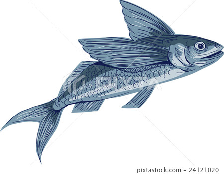 Flying Fish Diagram