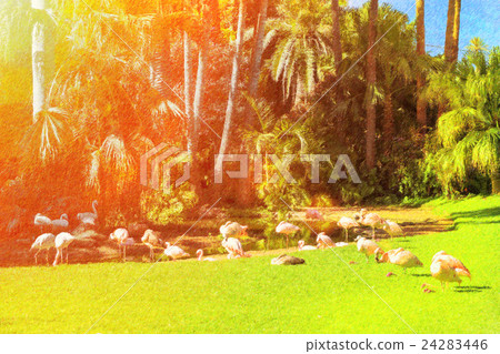 Pink flamingos grazing on meadow, Tenerife - Stock Illustration ...