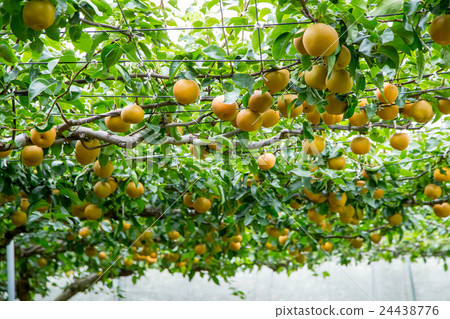 Pear tree living on pear tree before shipment... - Stock Photo ...