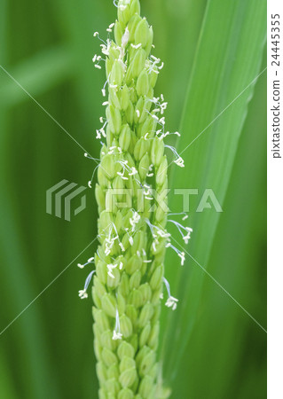 Rice flower Rice rice Rice flowers - Stock Photo [24445355] - PIXTA
