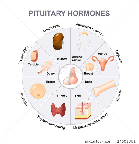 Summary hormones secreted from the pituitary gland - Stock Illustration [24501391] - PIXTA
