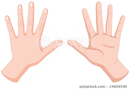 Human hands back and front - Stock Illustration [24609590] - PIXTA