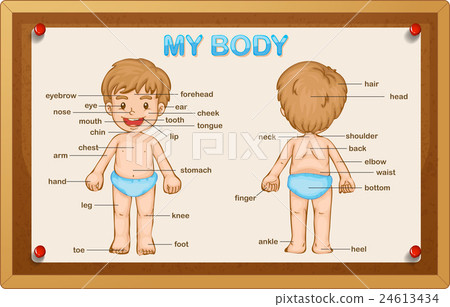Littly boy and body parts - Stock Illustration [24613434] - PIXTA