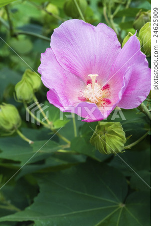 Summer flower Furong - Stock Photo [24625909] - PIXTA