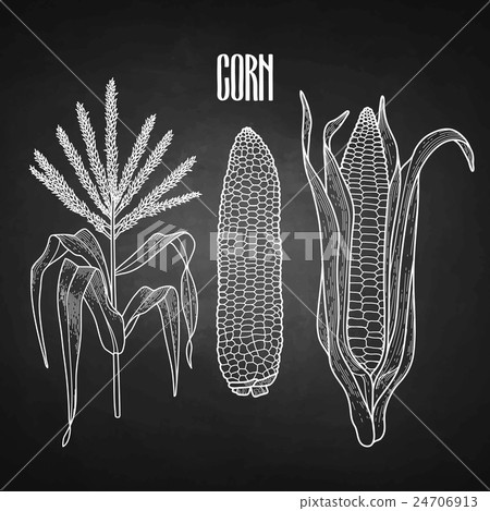 Graphic corn collection - Stock Illustration [24706913] - PIXTA