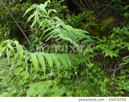 Naruko Yuri - Stock Photo [24878789] - PIXTA