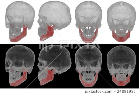 3d rendered illustration of jaw bone - Stock Illustration [24881955 ...