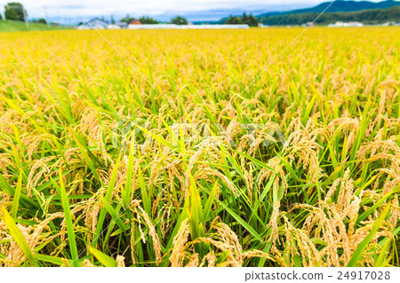 Rice farming in Japan - Stock Photo [24917028] - PIXTA