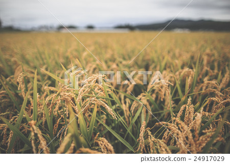 Rice farming in Japan - Stock Photo [24917029] - PIXTA